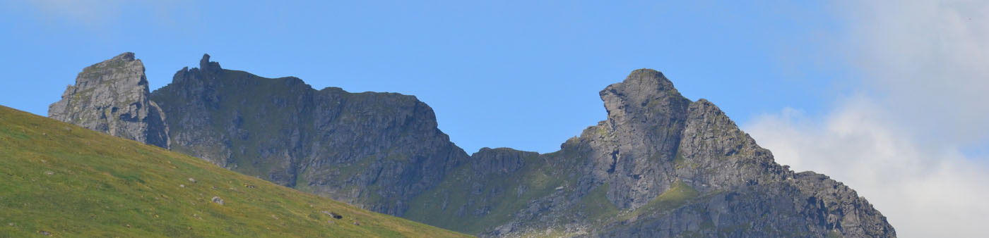 cobbler colour